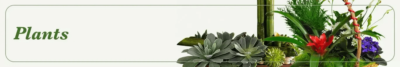 Plants delivery in Lima Magdalena | Lima-Magdalena Florist | Premium ...