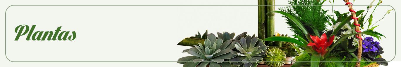 Envia Plantas a Villahermosa Tabasco | Flores Villahermosa-Tabasco ...